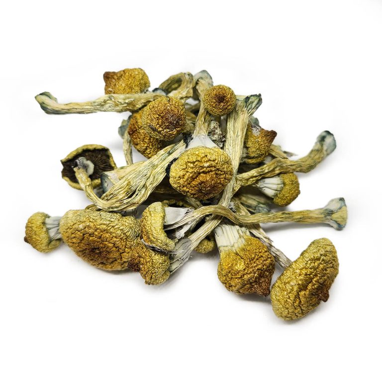 Texas Yellow Caps Shrooms – Herb Castle